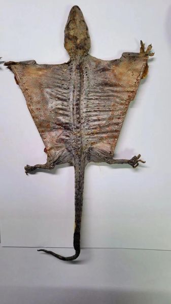 2021蛤蚧多少钱一斤_蛤蚧价格走势分析-第2张图片-山城妙识 2021蛤蚧多少钱一斤_蛤蚧价格走势分析-第2张图片-山城妙识