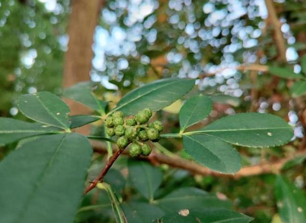 野花椒根的功效与作用_野花椒根怎么使用-第3张图片-山城妙识 野花椒根的功效与作用_野花椒根怎么使用-第3张图片-山城妙识