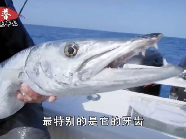 海狼鱼长什么样_海狼鱼有毒吗-第1张图片-山城妙识 海狼鱼长什么样_海狼鱼有毒吗-第1张图片-山城妙识