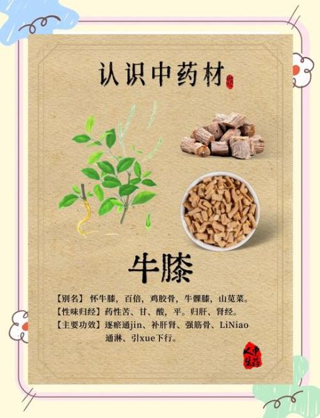 牛膝的功效与作用_牛膝的禁忌人群-第2张图片-山城妙识