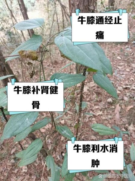 牛膝的功效与作用_牛膝的禁忌人群-第3张图片-山城妙识
