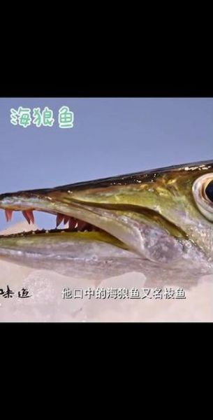 海狼鱼长什么样_海狼鱼有毒吗-第3张图片-山城妙识 海狼鱼长什么样_海狼鱼有毒吗-第3张图片-山城妙识