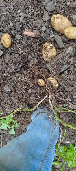 洋芋头图片大全_洋芋和土豆的区别-第2张图片-山城妙识 洋芋头图片大全_洋芋和土豆的区别-第2张图片-山城妙识