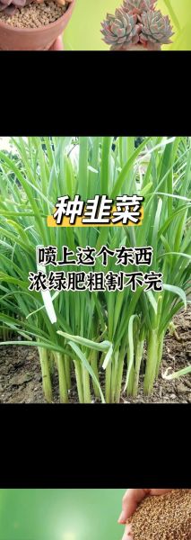 韭菜怎么种最简单_韭菜种植最简单方法-第1张图片-山城妙识 韭菜怎么种最简单_韭菜种植最简单方法-第1张图片-山城妙识