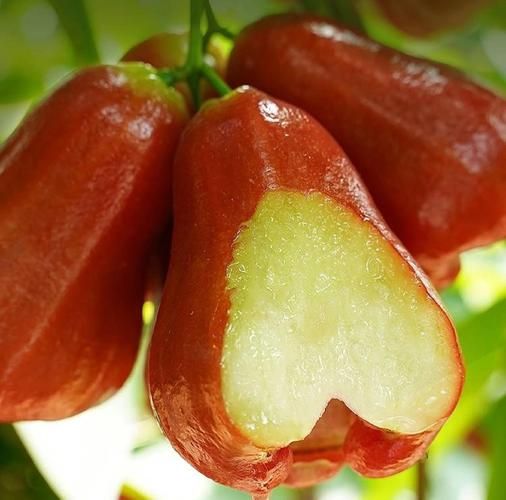 海南莲雾的功效与作用_海南莲雾怎么吃最好-第2张图片-山城妙识 海南莲雾的功效与作用_海南莲雾怎么吃最好-第2张图片-山城妙识