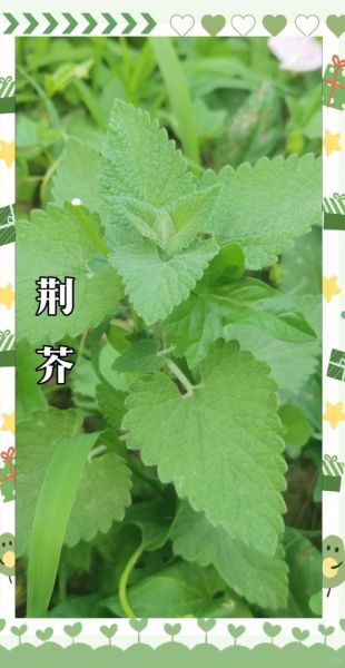 荆芥草的功效与作用_荆芥草能治疗哪些常见病-第1张图片-山城妙识 荆芥草的功效与作用_荆芥草能治疗哪些常见病-第1张图片-山城妙识