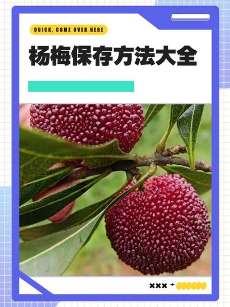 杨梅怎么保存时间长_杨梅怎么保存新鲜-第1张图片-山城妙识