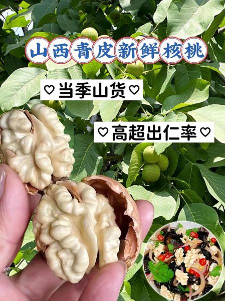 生核桃怎么保存_生核桃一天吃几个-第3张图片-山城妙识 生核桃怎么保存_生核桃一天吃几个-第3张图片-山城妙识