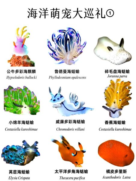 海兔是什么海鲜_海兔和鱿鱼区别-第2张图片-山城妙识