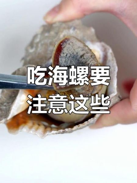海螺后半截是屎还是黄_怎么分辨能吃部位-第2张图片-山城妙识