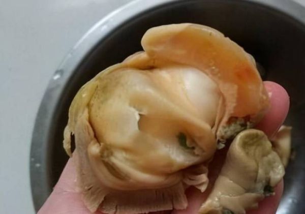 海螺后半截是屎还是黄_怎么分辨能吃部位-第3张图片-山城妙识