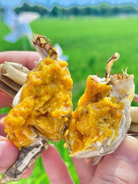 现在有大闸蟹买吗_大闸蟹什么时候上市-第2张图片-山城妙识 现在有大闸蟹买吗_大闸蟹什么时候上市-第2张图片-山城妙识