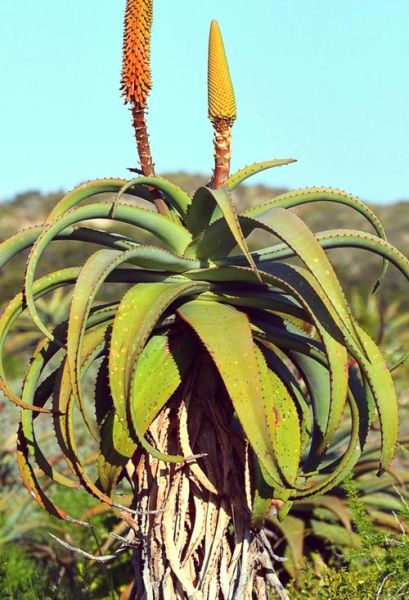 芦荟有几种品种_常见芦荟品种图片及名称-第3张图片-山城妙识