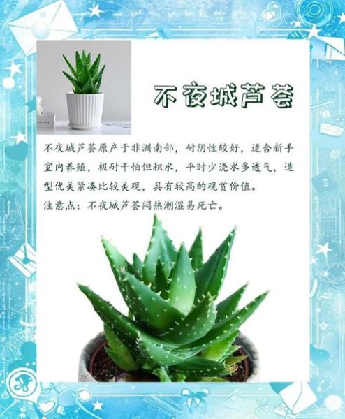 芦荟有几种品种_常见芦荟品种图片及名称-第2张图片-山城妙识