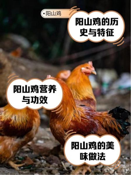 山鸡养殖技术_山鸡养殖成本和利润-第1张图片-山城妙识