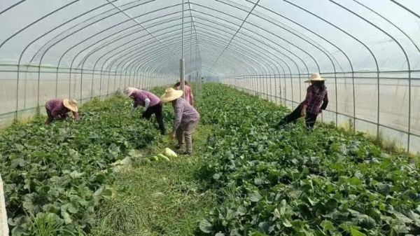 菜瓜图片大全大图_菜瓜长什么样-第1张图片-山城妙识 菜瓜图片大全大图_菜瓜长什么样-第1张图片-山城妙识