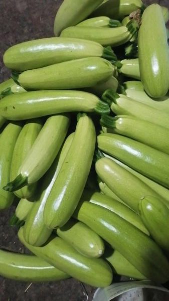 菜瓜图片大全大图_菜瓜长什么样-第2张图片-山城妙识 菜瓜图片大全大图_菜瓜长什么样-第2张图片-山城妙识