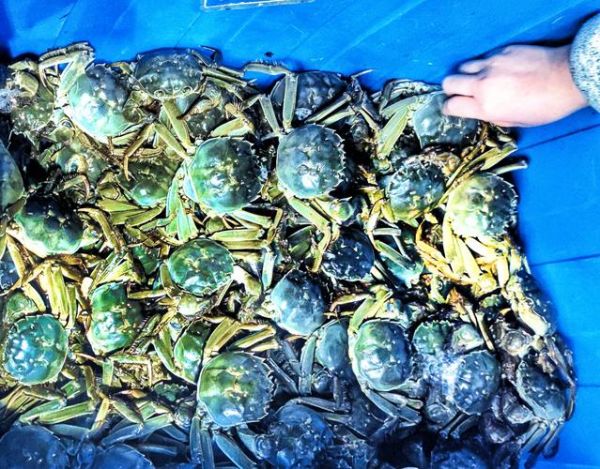 固城湖大闸蟹多少钱一斤_固城湖大闸蟹价格行情-第1张图片-山城妙识 固城湖大闸蟹多少钱一斤_固城湖大闸蟹价格行情-第1张图片-山城妙识