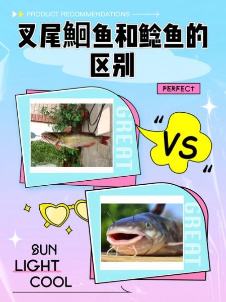 叉尾鱼和鲶鱼的区别_怎么分辨叉尾鱼和鲶鱼-第1张图片-山城妙识 叉尾鱼和鲶鱼的区别_怎么分辨叉尾鱼和鲶鱼-第1张图片-山城妙识