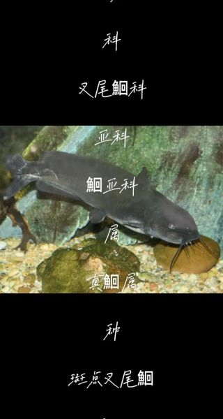 叉尾鱼和鲶鱼的区别_怎么分辨叉尾鱼和鲶鱼-第3张图片-山城妙识 叉尾鱼和鲶鱼的区别_怎么分辨叉尾鱼和鲶鱼-第3张图片-山城妙识