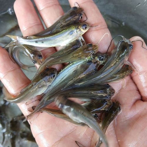 叉尾鱼和鲶鱼的区别_怎么分辨叉尾鱼和鲶鱼-第2张图片-山城妙识 叉尾鱼和鲶鱼的区别_怎么分辨叉尾鱼和鲶鱼-第2张图片-山城妙识