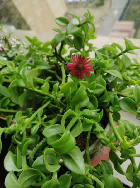 穿心莲片主治什么病_穿心莲片的功效与作用-第1张图片-山城妙识