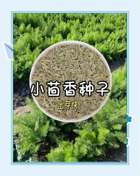 小茴香籽怎么吃_小茴香籽的正确吃法-第2张图片-山城妙识 小茴香籽怎么吃_小茴香籽的正确吃法-第2张图片-山城妙识