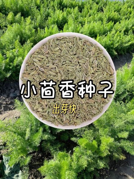 小茴香籽怎么吃_小茴香籽的正确吃法-第1张图片-山城妙识 小茴香籽怎么吃_小茴香籽的正确吃法-第1张图片-山城妙识