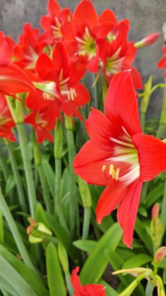 木桶饭用什么米_木桶饭怎么做才香-第2张图片-山城妙识 木桶饭用什么米_木桶饭怎么做才香-第2张图片-山城妙识