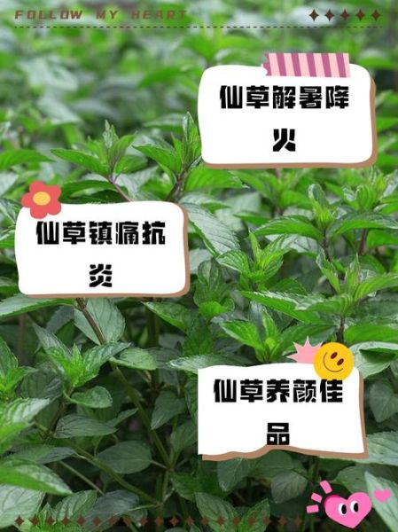 仙草是什么东西_仙草的功效与作用-第2张图片-山城妙识 仙草是什么东西_仙草的功效与作用-第2张图片-山城妙识