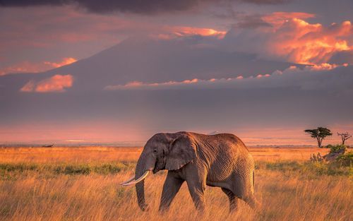 大象图片_大象图片高清壁纸哪里下载-第1张图片-山城妙识