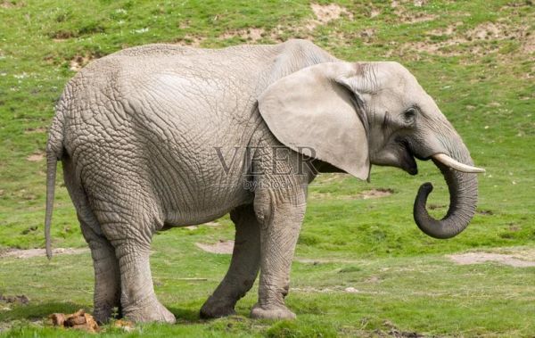 大象图片_大象图片高清壁纸哪里下载-第3张图片-山城妙识