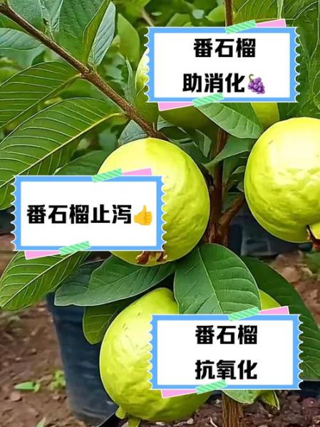 番石榴怎么吃籽_番石榴籽能不能吃-第2张图片-山城妙识 番石榴怎么吃籽_番石榴籽能不能吃-第2张图片-山城妙识