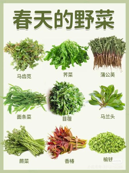 可食用野菜有哪些_野菜图片识别方法-第3张图片-山城妙识 可食用野菜有哪些_野菜图片识别方法-第3张图片-山城妙识
