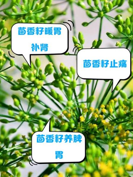 茴香籽怎么吃_茴香籽的功效与作用-第2张图片-山城妙识 茴香籽怎么吃_茴香籽的功效与作用-第2张图片-山城妙识