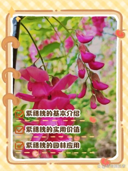 紫穗槐多少钱一棵_紫穗槐价格表2024-第3张图片-山城妙识 紫穗槐多少钱一棵_紫穗槐价格表2024-第3张图片-山城妙识