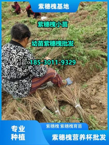 紫穗槐多少钱一棵_紫穗槐价格表2024-第1张图片-山城妙识 紫穗槐多少钱一棵_紫穗槐价格表2024-第1张图片-山城妙识