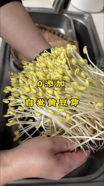 生黄豆芽的方法_黄豆芽怎么发最快-第1张图片-山城妙识 生黄豆芽的方法_黄豆芽怎么发最快-第1张图片-山城妙识
