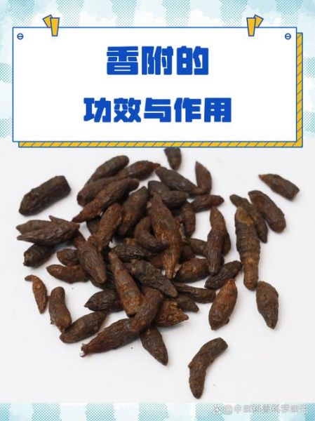 香附的功效与作用禁忌_香附什么人不能吃-第2张图片-山城妙识