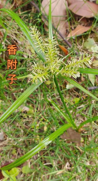 香附的功效与作用禁忌_香附什么人不能吃-第3张图片-山城妙识