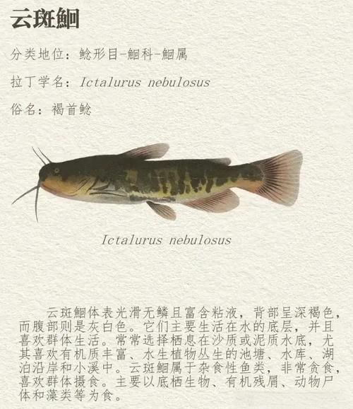 江鲶鱼图片_江鲶鱼怎么区分-第2张图片-山城妙识 江鲶鱼图片_江鲶鱼怎么区分-第2张图片-山城妙识