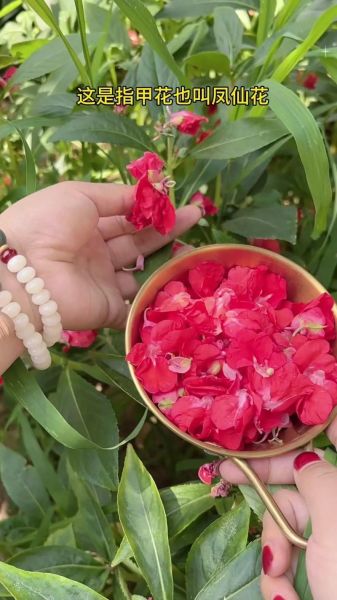 凤仙花怎么染指甲_凤仙花染指甲的正确方法-第1张图片-山城妙识 凤仙花怎么染指甲_凤仙花染指甲的正确方法-第1张图片-山城妙识