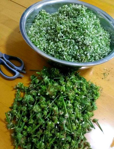 怎样腌韭菜花好吃又不坏_韭菜花腌制保存技巧-第3张图片-山城妙识