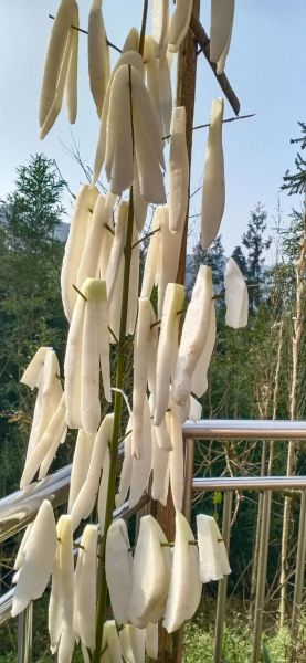 萝卜条怎么晒不干_萝卜条晒多久才脆-第1张图片-山城妙识