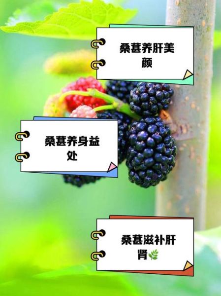 桑葚果的功效与作用_桑葚果怎么吃效果最好-第1张图片-山城妙识 桑葚果的功效与作用_桑葚果怎么吃效果最好-第1张图片-山城妙识