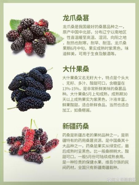 桑葚果的功效与作用_桑葚果怎么吃效果最好-第3张图片-山城妙识 桑葚果的功效与作用_桑葚果怎么吃效果最好-第3张图片-山城妙识