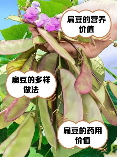 扁豆有几种_扁豆品种怎么区分-第1张图片-山城妙识 扁豆有几种_扁豆品种怎么区分-第1张图片-山城妙识