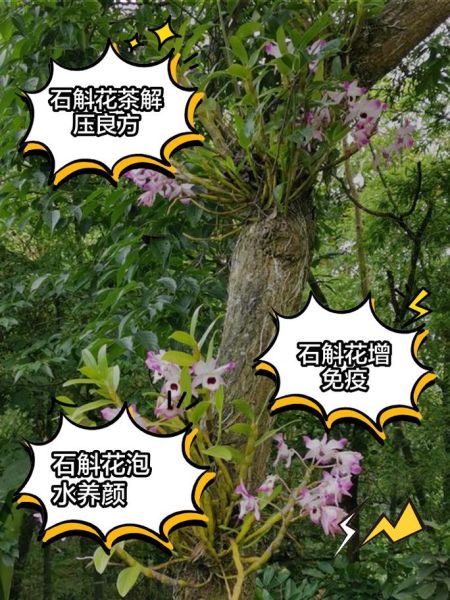 铁皮石斛花图片_铁皮石斛花功效与作用-第1张图片-山城妙识 铁皮石斛花图片_铁皮石斛花功效与作用-第1张图片-山城妙识