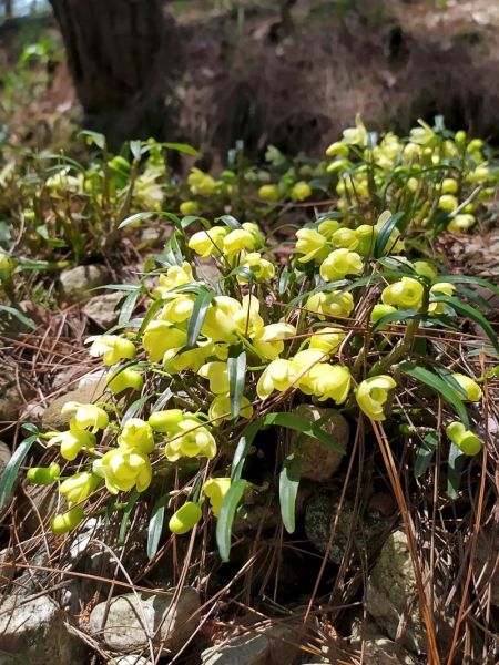 铁皮石斛花图片_铁皮石斛花功效与作用-第3张图片-山城妙识 铁皮石斛花图片_铁皮石斛花功效与作用-第3张图片-山城妙识