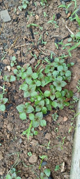 紫苏种子怎么种_紫苏种子几天发芽-第3张图片-山城妙识 紫苏种子怎么种_紫苏种子几天发芽-第3张图片-山城妙识